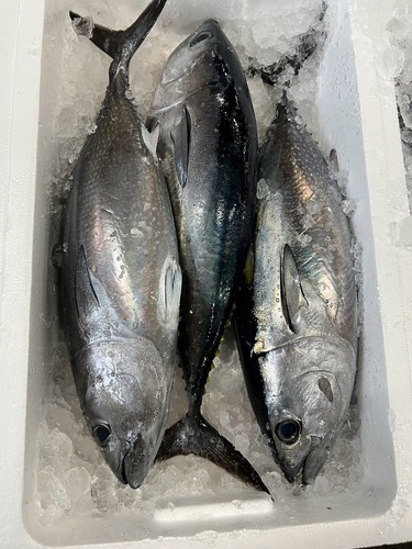 ヨコワ8/9k1入約8kg(定置)【業務用の鮮魚仕入れならウーオ】