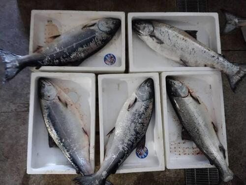 マスノスケ | UUUO(ウーオ)