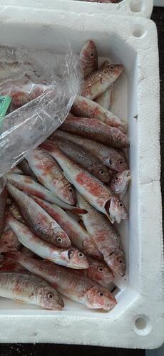 ヒメジ(底曳) | UUUO(ウーオ)