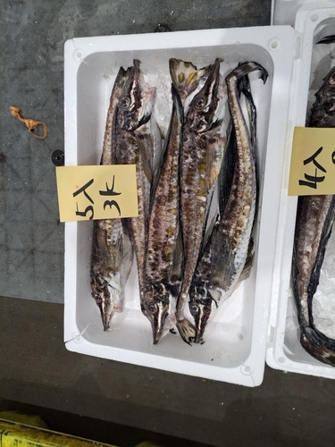 ハッカク20〜25尾約5kg(沿岸)【業務用の鮮魚仕入れならウーオ】