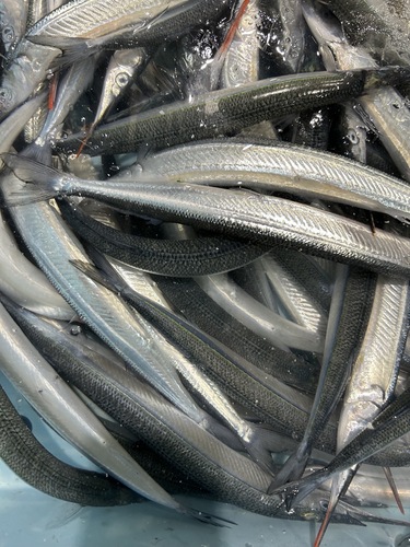 サヨリ40g約3kg【業務用の鮮魚仕入れならウーオ】