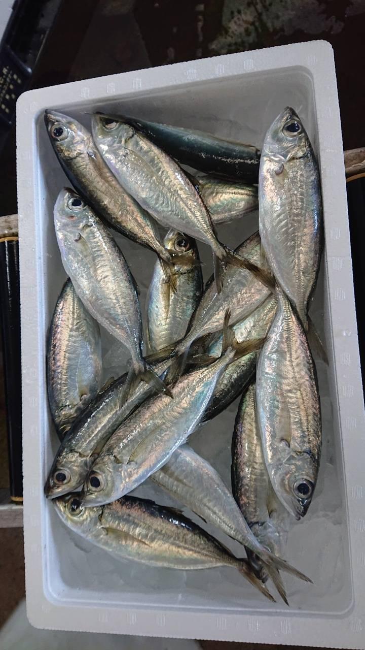 メアジ13-15入約2kg(定置)【業務用の鮮魚仕入れならウーオ】