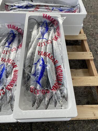 タチウオ東京湾10ー11入約2kg(巻網) | UUUO(ウーオ)