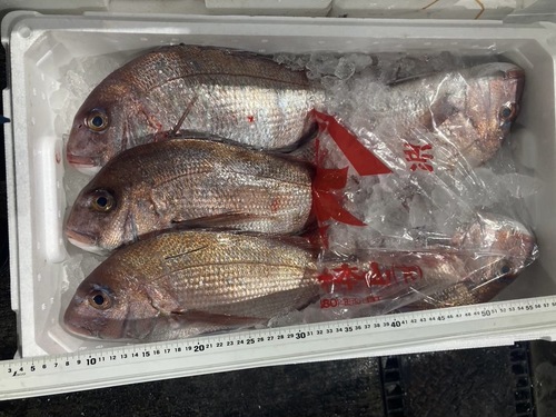 マダイ4.5/5.5k 3/4入約5kg(底曳)【業務用の鮮魚仕入れならウーオ】
