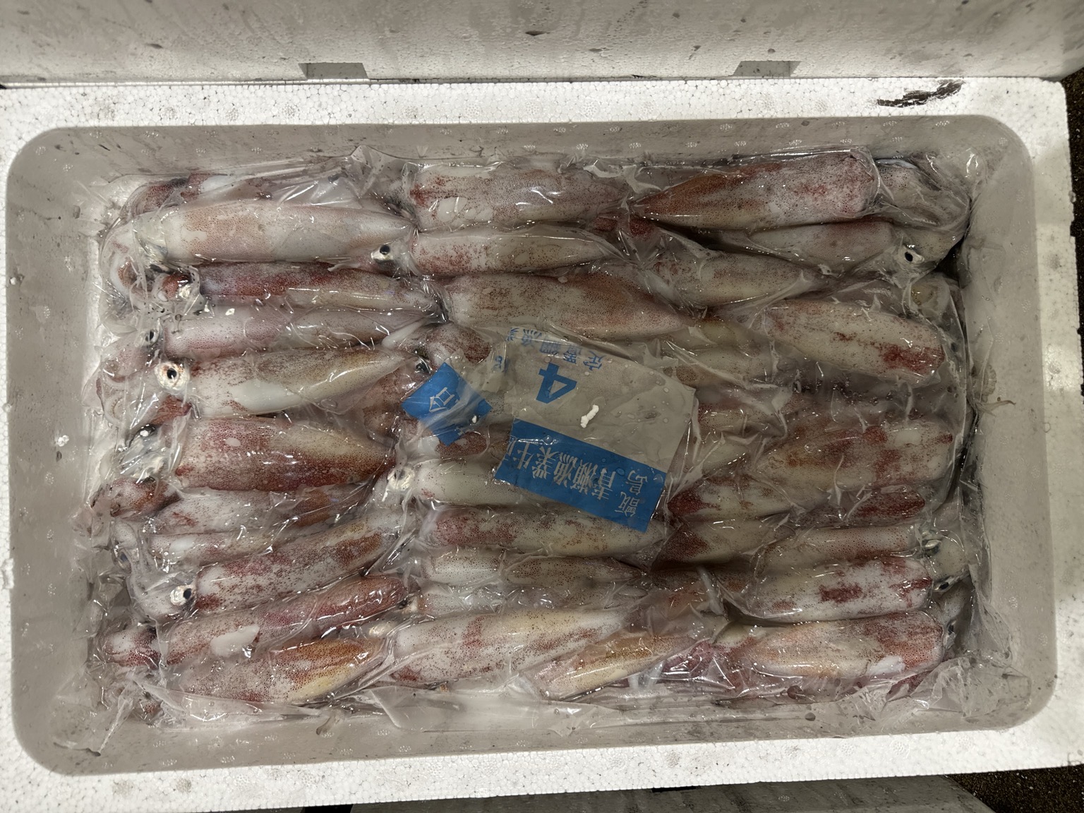 ヤリイカ4〜5段約4kg(定置)【業務用の鮮魚仕入れならウーオ】