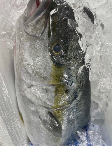 活〆ヒラマサ3入約5.8kg(沿岸)【業務用の鮮魚仕入れならウーオ】