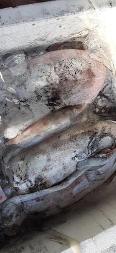 モンゴウイカ8入約7.3kg(定置)【業務用の鮮魚仕入れならウーオ】