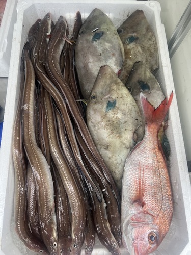 鮮魚BOX約4.6kg(底曳)【業務用の鮮魚仕入れならウーオ】