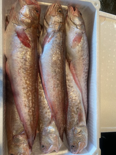 ヨロイイタチウオ6入約6kg(底曳)【業務用の鮮魚仕入れならウーオ】