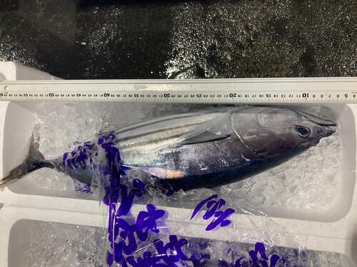 カツオ4/5k1入約4.5kg(釣)【業務用の鮮魚仕入れならウーオ】