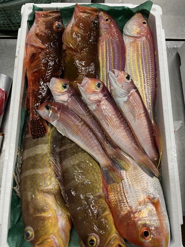 鮮魚BOX⑤約4.5kg(釣) | UUUO(ウーオ)