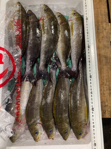 イサキ11/13入約3kg(巻網)【業務用の鮮魚仕入れならウーオ】