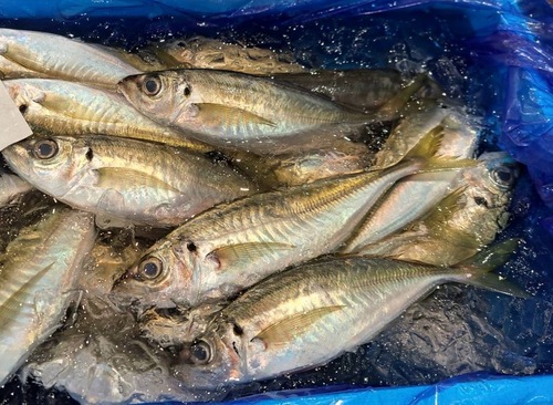 マアジ17/18入約5kg(沿岸)【業務用の鮮魚仕入れならウーオ】