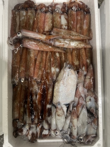 鮮魚BOX約4.5/5k約4.5kg(底曳)【業務用の鮮魚仕入れならウーオ】