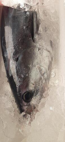 カツオ2入約5.2kg(釣)【業務用の鮮魚仕入れならウーオ】