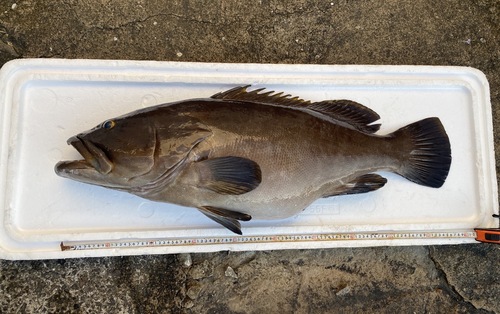 神経〆クエ1入約15.6kg(銛突)【業務用の鮮魚仕入れならウーオ】