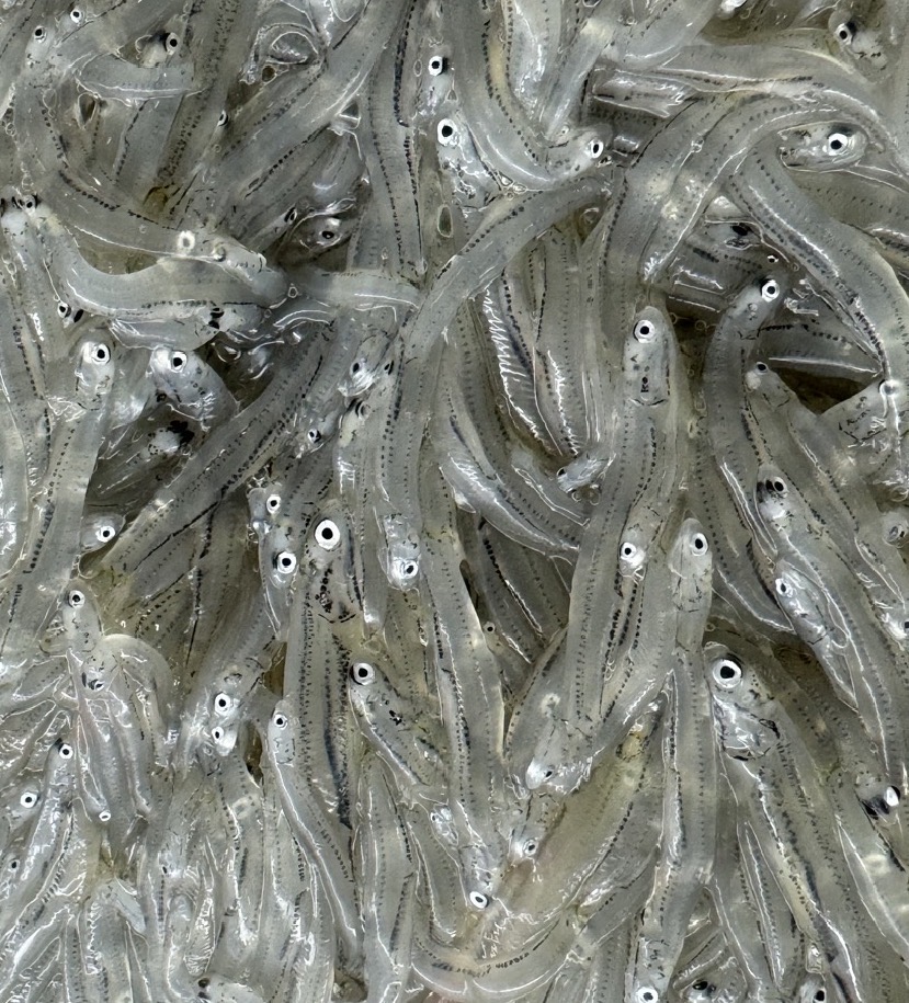 シラス100g/p12入約1.2kg(沿岸)【業務用の鮮魚仕入れならウーオ】