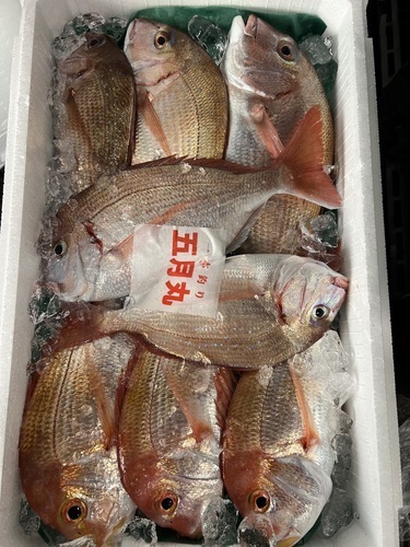 鮮魚BOX約4.7kg(釣)【業務用の鮮魚仕入れならウーオ】