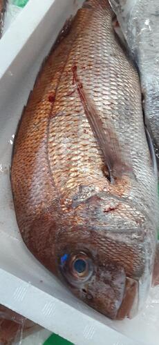 神経〆マダイ7.0kg前後5入約7kg(定置)【業務用の鮮魚仕入れならウーオ】
