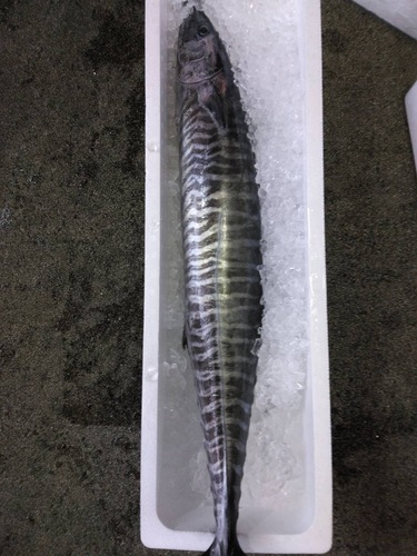 カマスサワラ1入約6.7kg(定置) | UUUO(ウーオ)