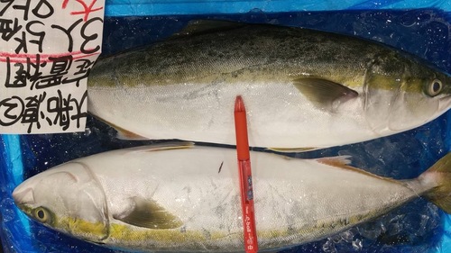 イナダ3入約5kg(定置) | UUUO(ウーオ)