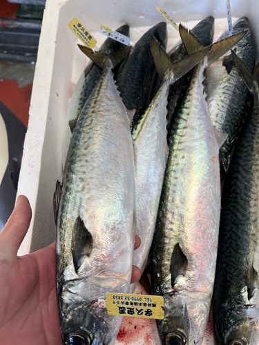 活〆マサバ8入約5.1kg(定置)【業務用の鮮魚仕入れならウーオ】