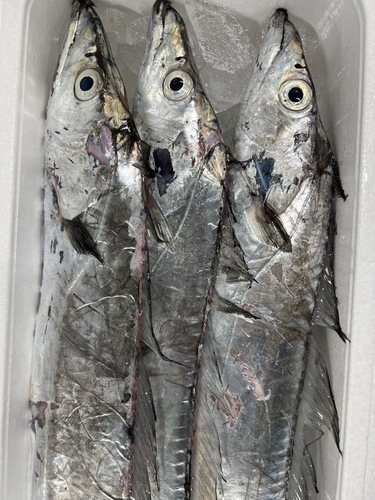 タチウオ【業務用の鮮魚仕入れならウーオ】