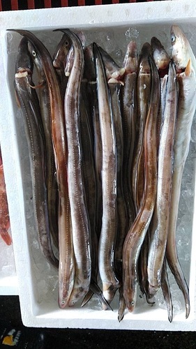 アナゴ15入約2.7kg(底曳) | UUUO(ウーオ)