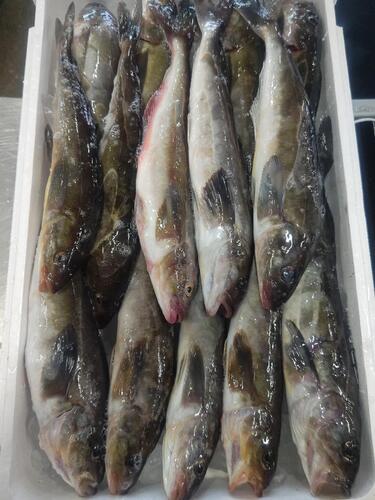 ホッケ18入約5kg【業務用の鮮魚仕入れならウーオ】