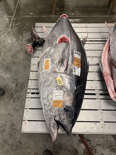 活〆本マグロ(定置)【業務用の鮮魚仕入れならウーオ】