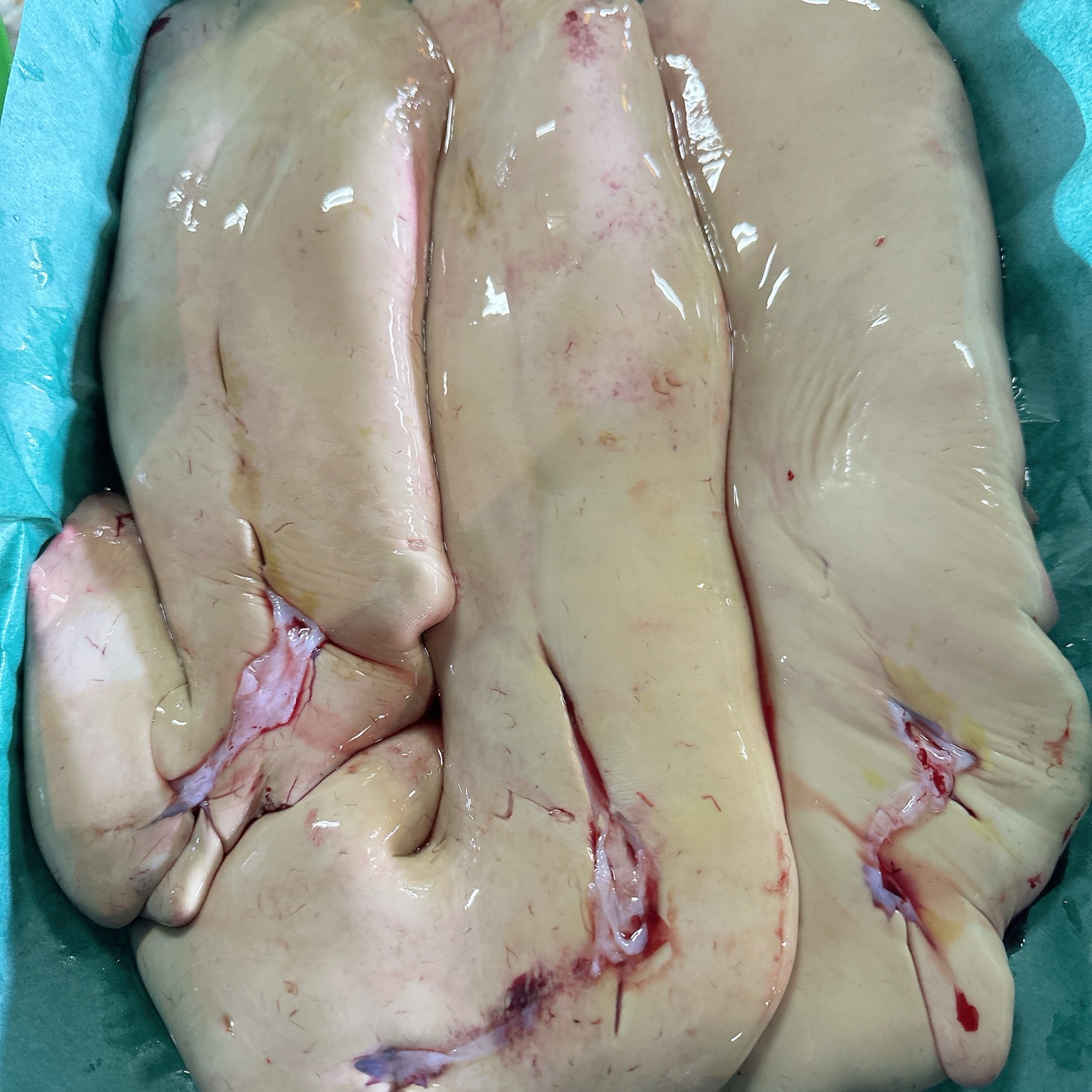 アンコウ3入約2.6kg(底曳)【業務用の鮮魚仕入れならウーオ】