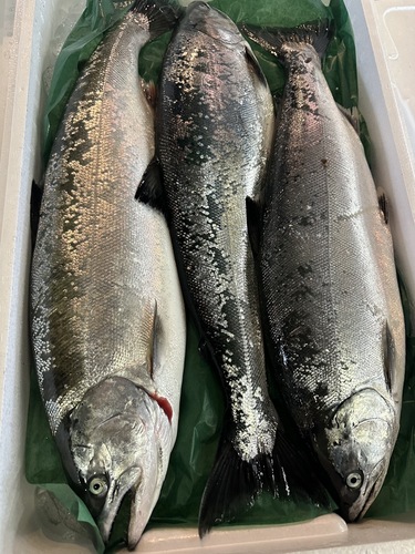 活〆サクラマス(本マス)1,5kg up/3入約4.5kg(沿岸)【業務用の鮮魚仕入れならウーオ】
