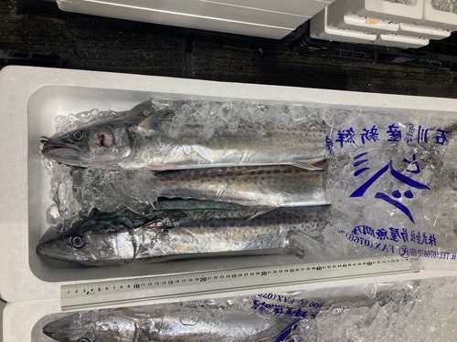 サワラ5.5/6k5入約5.5kg(定置)【業務用の鮮魚仕入れならウーオ】