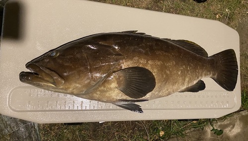 神経〆クエ1入約8.7kg(銛突)【業務用の鮮魚仕入れならウーオ】