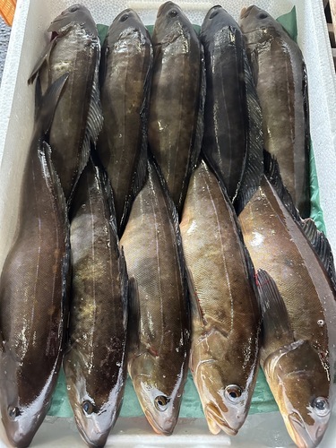 神経〆ホッケ1k前後6入約6kg(定置)【業務用の鮮魚仕入れならウーオ】