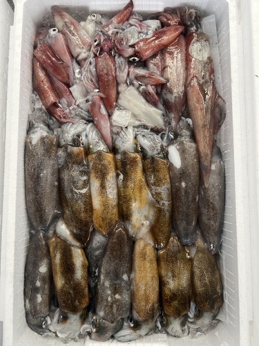 鮮魚BOX約3kg(定置)【業務用の鮮魚仕入れならウーオ】