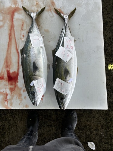 活〆ブリ16%1入約9.5kg(定置)【業務用の鮮魚仕入れならウーオ】