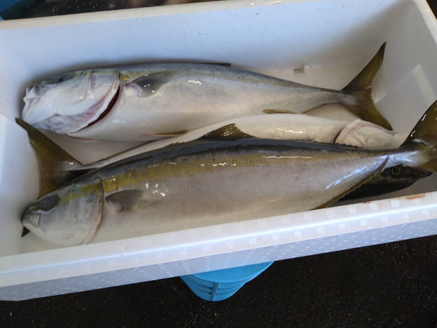 神経〆ワラサ4入10-11k約10kg(巻網)【業務用の鮮魚仕入れならウーオ】