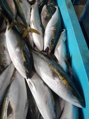 ブリ(天然)船上活〆2入約8kg(定置)【業務用の鮮魚仕入れならウーオ】