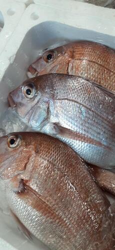 マダイ(定置)【業務用の鮮魚仕入れならウーオ】