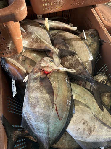 活〆オキアジ6尾5キロ位6入約5kg(定置)【業務用の鮮魚仕入れならウーオ】