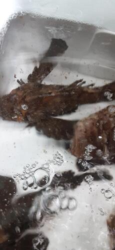 活〆オコゼ10入約1.7kg(底曳)【業務用の鮮魚仕入れならウーオ】