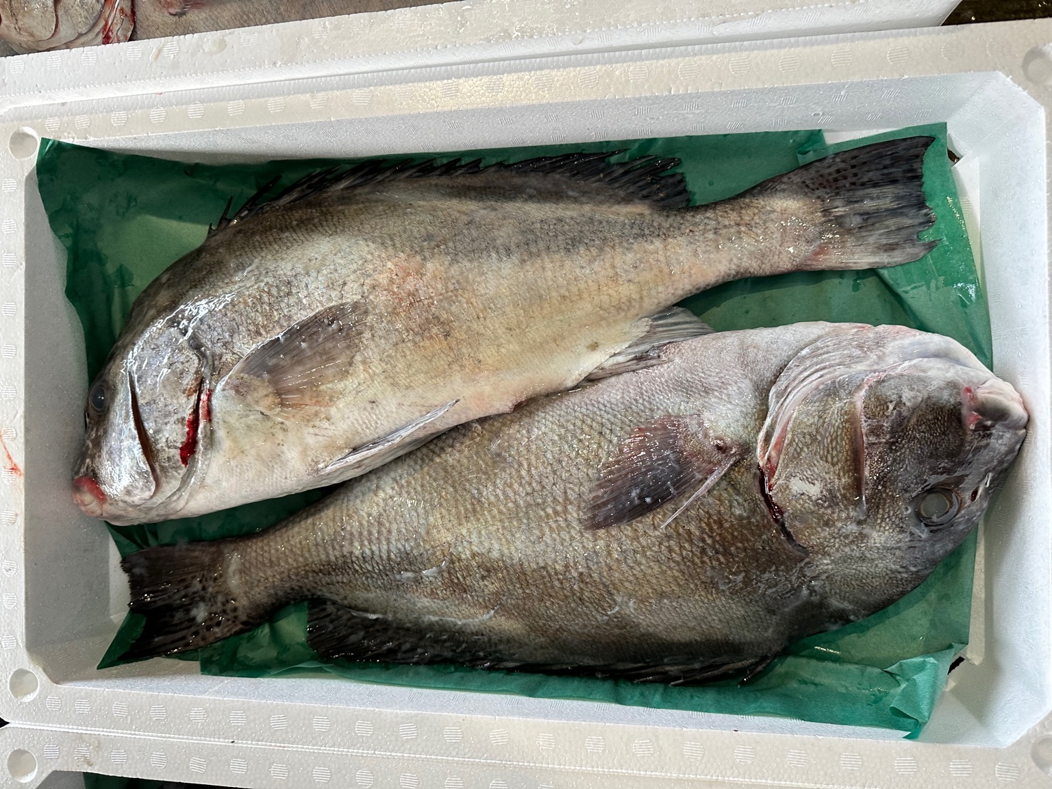 コショウダイ(底曳) | UUUO(ウーオ)