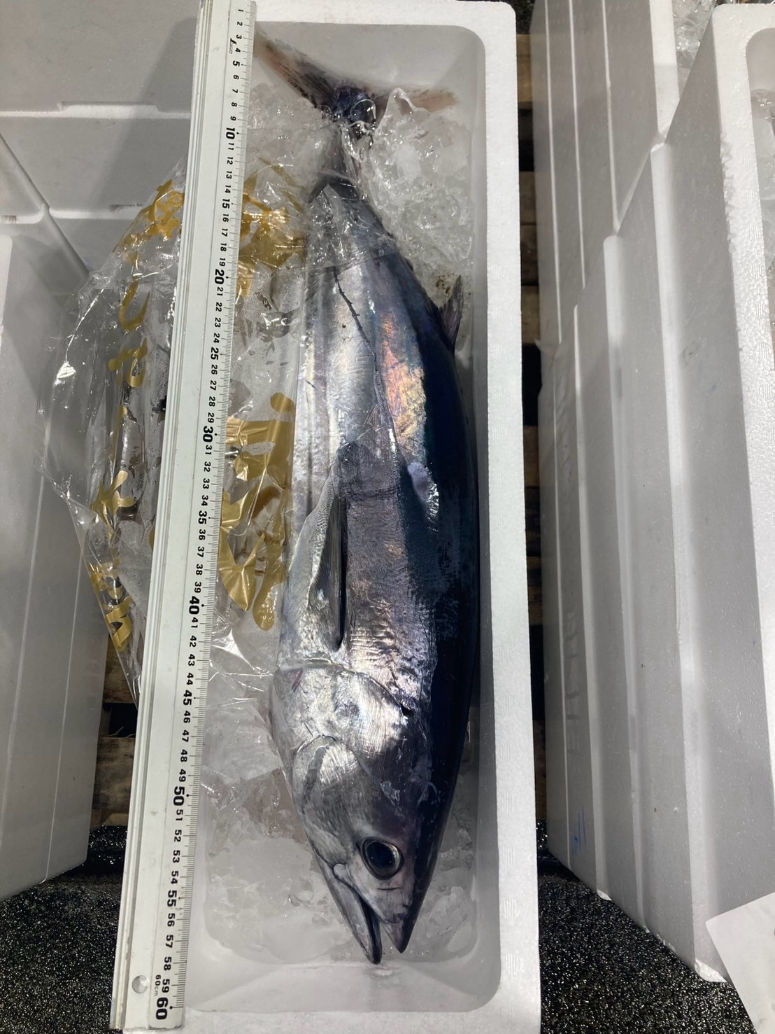 カツオ3/4k1入約3.5kg(釣)【業務用の鮮魚仕入れならウーオ】