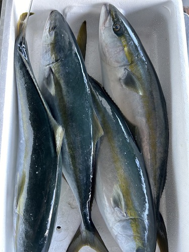ハマチ4入約6.8kg(定置)【業務用の鮮魚仕入れならウーオ】