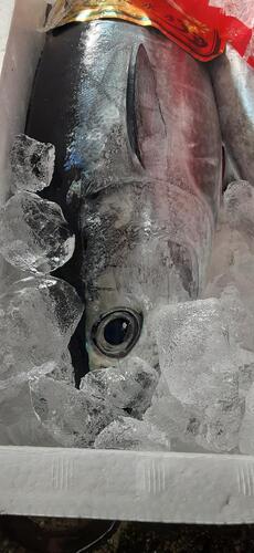 ヨコワ【業務用の鮮魚仕入れならウーオ】