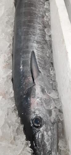 サワラ1入約14.6kg(釣)【業務用の鮮魚仕入れならウーオ】