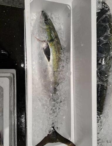 ブリ8-9k1入約8kg(小網)【業務用の鮮魚仕入れならウーオ】