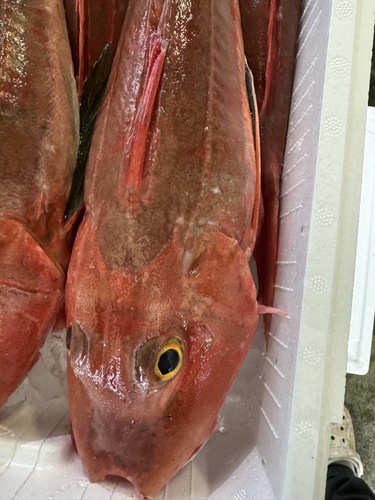 ホウボウ18入約5.3kg(底曳)【業務用の鮮魚仕入れならウーオ】