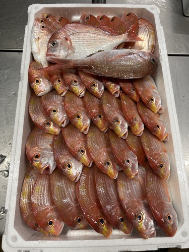 鮮魚BOX⑮約6.3kg(底曳) | UUUO(ウーオ)